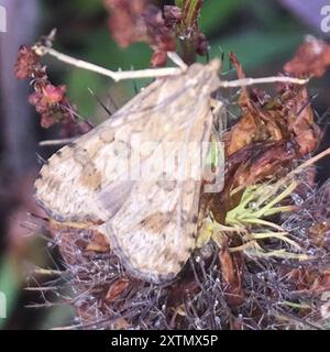 Lucerne Moth (Nomophila nearctica) Insecta Stock Photo - Alamy