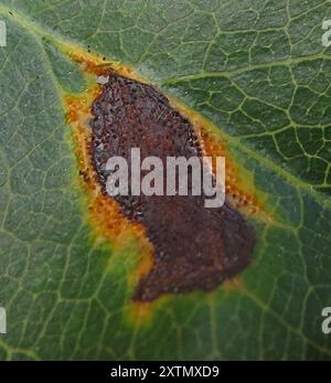 Quince leaf blight (Diplocarpon mespili) Fungi Stock Photo - Alamy