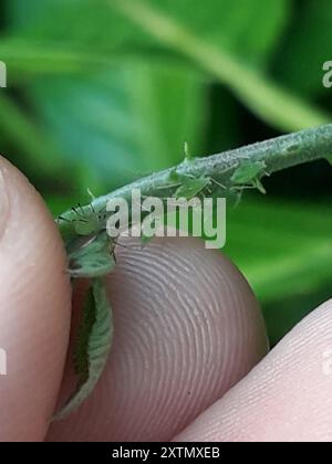 Blackberry Aphid (Macrosiphum funestum) Insecta Stock Photo - Alamy