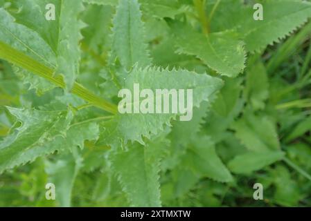 Arrowleaf Senecio (Senecio triangularis) Plantae Stock Photo - Alamy