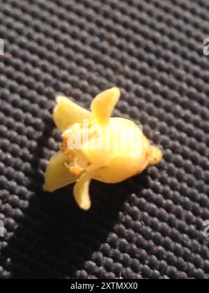 (Trichilia pallida) Plantae Stock Photo - Alamy