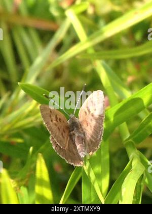Bog Copper (Tharsalea epixanthe Stock Photo - Alamy