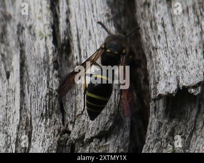 Lobed Mason Wasp (Ancistrocerus capra) Insecta Stock Photo - Alamy