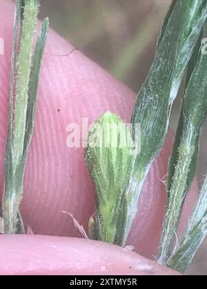 Pineland Silkgrass (Pityopsis aspera) Plantae Stock Photo - Alamy