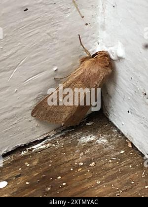 The Clay (Mythimna ferrago) Insecta Stock Photo - Alamy