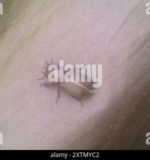 Antelope Beetle (Dorcus parallelus) Insecta Stock Photo - Alamy