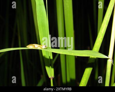 Delicate Spiny Reed Frog (Afrixalus delicatus) Amphibia Stock Photo - Alamy
