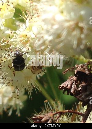 Tumbling Ragdoll (Mordella marginata) Insecta Stock Photo - Alamy