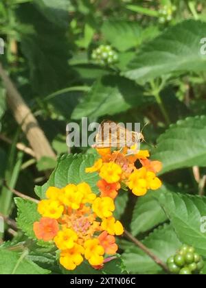 Whirlabout (Polites vibex) Insecta Stock Photo - Alamy