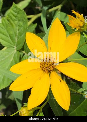 Greater Tickseed (Coreopsis major) Plantae Stock Photo - Alamy