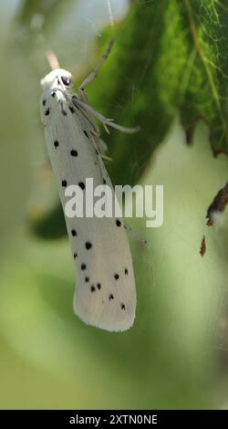 Small Ermine Moths (Yponomeuta) Insecta Stock Photo - Alamy