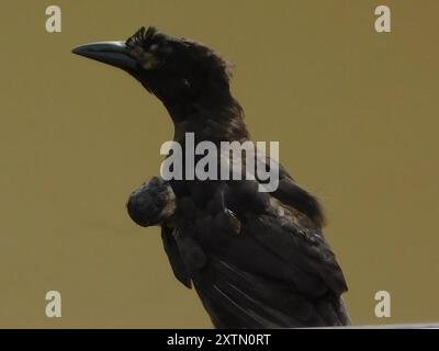 Avian pox viruses (Avipoxvirus Stock Photo - Alamy