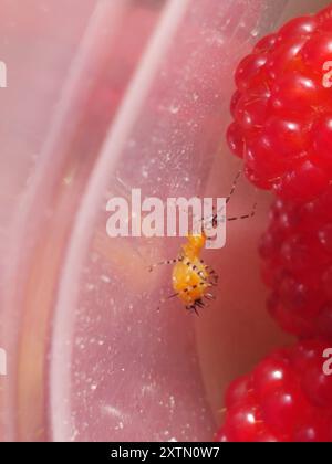 Ringed Assassin Bug (Pselliopus cinctus) Insecta Stock Photo - Alamy