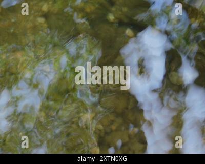 Checkered Puffer (Sphoeroides testudineus) Actinopterygii Stock Photo ...