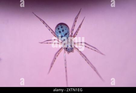 Common Spitting Spider (Scytodes thoracica) Arachnida Stock Photo - Alamy