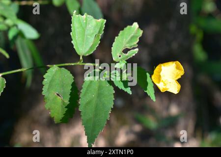 shell flower (Pavonia sepium) Plantae Stock Photo - Alamy