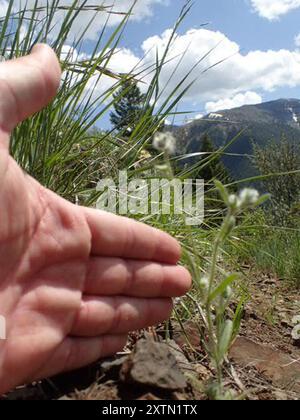 Annual Cryptanthas (Cryptantha) Plantae Stock Photo - Alamy