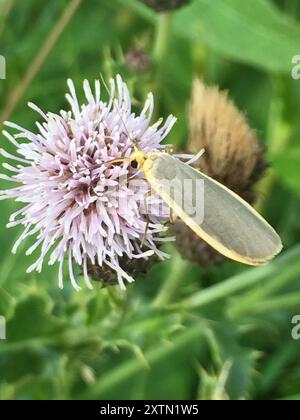 Common Footman (Eilema lurideola) Insecta Stock Photo - Alamy