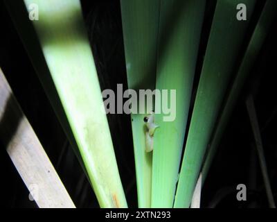 Delicate Spiny Reed Frog (Afrixalus delicatus) Amphibia Stock Photo - Alamy