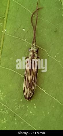 Ash Reticulated Beetle (Tenomerga cinerea) Insecta Stock Photo - Alamy