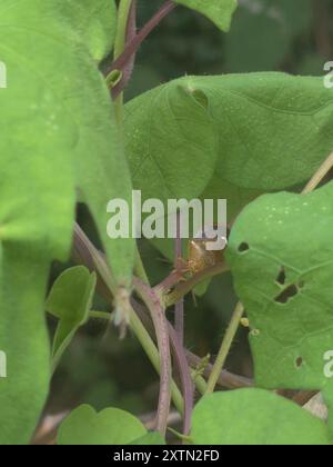 (Ascra bifida) Insecta Stock Photo - Alamy
