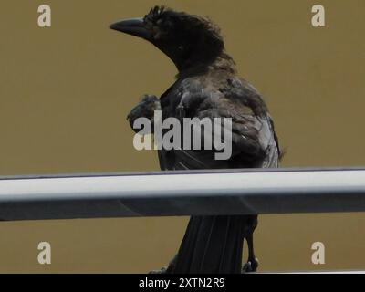 Avian pox viruses (Avipoxvirus Stock Photo - Alamy