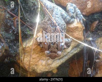 Raucous Toad (Sclerophrys capensis) Amphibia Stock Photo - Alamy