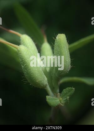 Rhodora (Rhododendron canadense) Plantae Stock Photo - Alamy