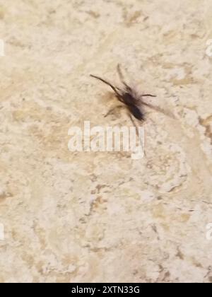 Mouse Spider (Scotophaeus blackwalli) Arachnida Stock Photo - Alamy