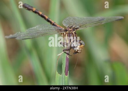 Common Sanddragon (Progomphus obscurus) Insecta Stock Photo - Alamy