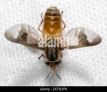 (Chrysops celatus) Insecta Stock Photo - Alamy