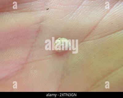 Pea Clams (Sphaeriidae) Mollusca Stock Photo - Alamy