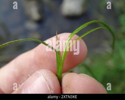 Slender-leaved pondweed (Stuckenia filiformis) Plantae Stock Photo - Alamy