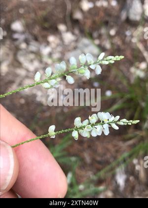 white milkwort (Polygala alba) Plantae Stock Photo - Alamy
