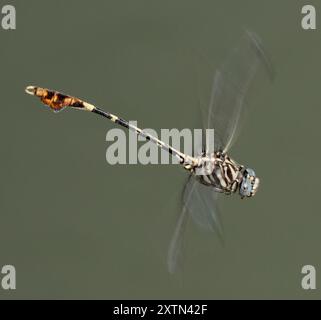 Five-striped Leaftail (Phyllogomphoides albrighti Stock Photo - Alamy