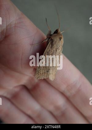 Northern armyworm (Mythimna separata) Insecta Stock Photo - Alamy