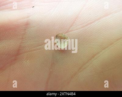 Pea Clams (Sphaeriidae) Mollusca Stock Photo - Alamy