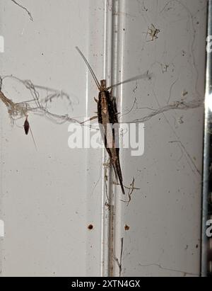 Rock Bristletails (Meinertellidae) Insecta Stock Photo - Alamy