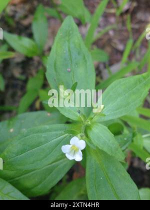 clammy hedge-hyssop (Gratiola neglecta) Plantae Stock Photo - Alamy