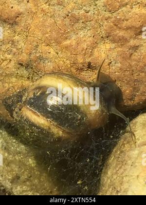 Bladder Snails (Physidae) Mollusca Stock Photo - Alamy