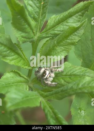 canopy jumping spider (Phidippus otiosus) Arachnida Stock Photo - Alamy