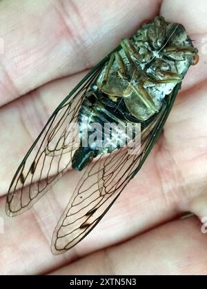 Robinson's Annual Cicada (Neotibicen robinsonianus) Insecta Stock Photo ...