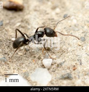 Rainbow, Tyrant, and Meat Ants (Iridomyrmex Stock Photo - Alamy
