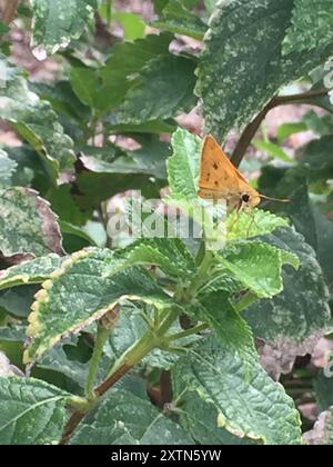 Whirlabout (Polites vibex) Insecta Stock Photo - Alamy