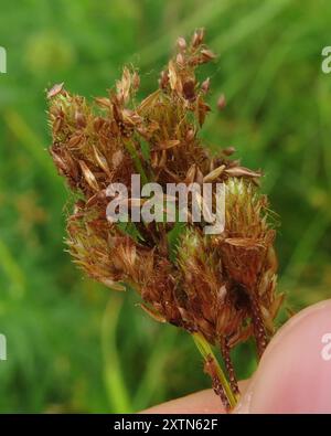 nodding bulrush (Scirpus pendulus) Plantae Stock Photo - Alamy