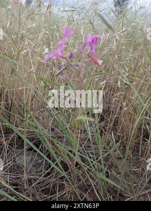Large-flower Clarkia (Clarkia pulchella) Plantae Stock Photo - Alamy