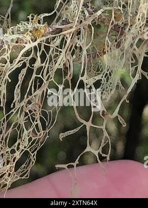 lace lichen (Ramalina menziesii) Fungi Stock Photo - Alamy