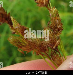 nodding bulrush (Scirpus pendulus) Plantae Stock Photo - Alamy