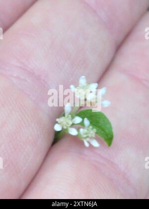 modesty (Whipplea modesta) Plantae Stock Photo - Alamy