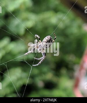 Grey Cross Spider (Larinioides sclopetarius) Arachnida Stock Photo - Alamy